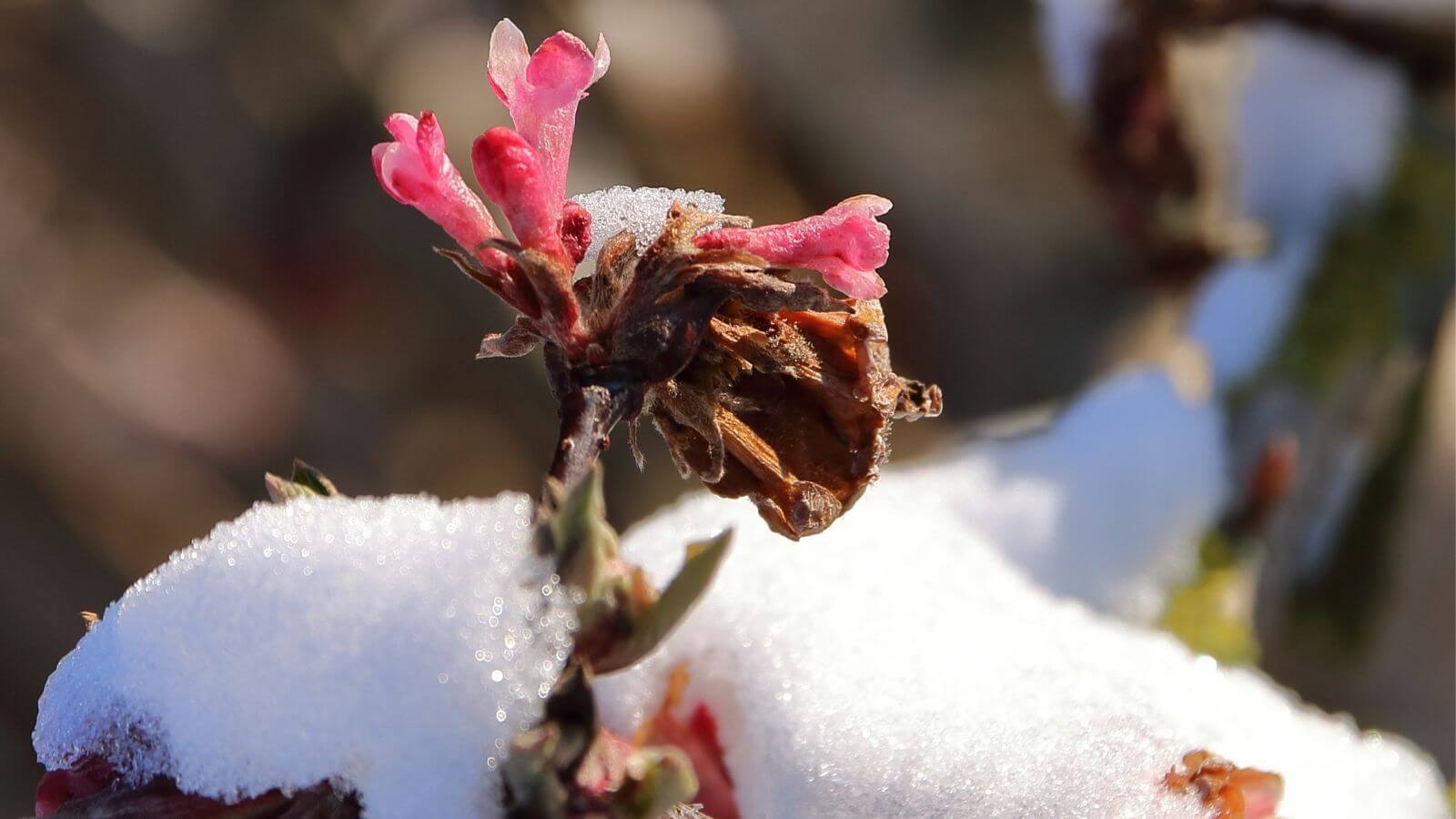 5 flores de invierno que magnifican tu jardín