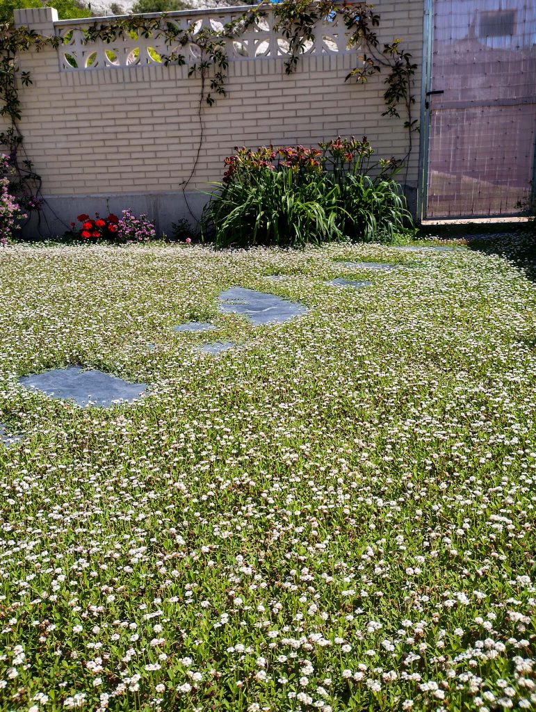 Lippia nodiflora en Madrid: instalamos esta exitosa pradera en un ...
